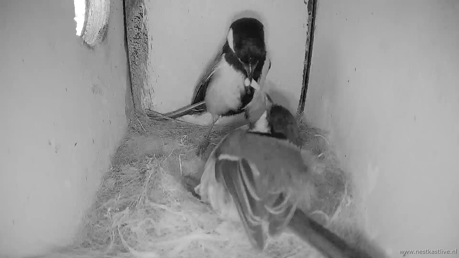 snapshot(7) — Postimages