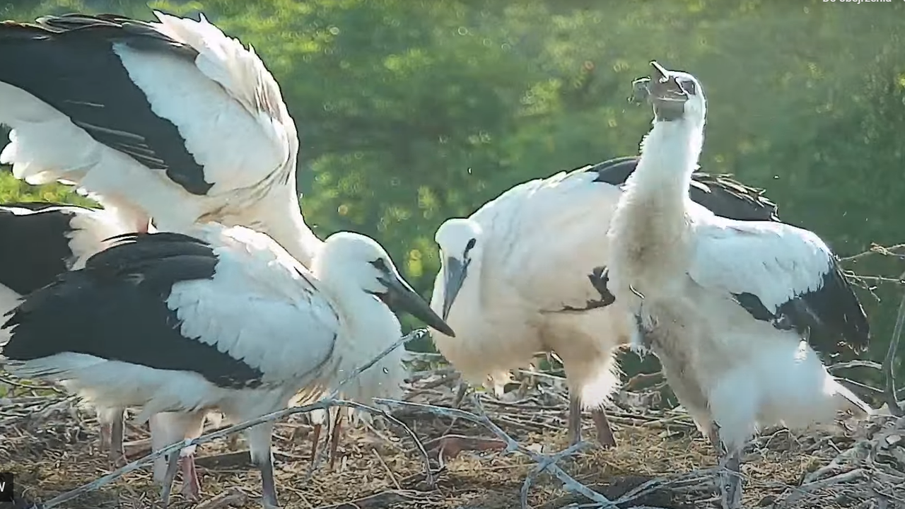 Screenshot 144 — Postimages