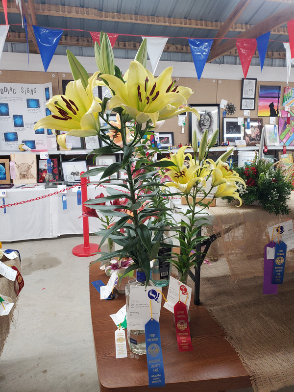 lily yellow fair — Postimages