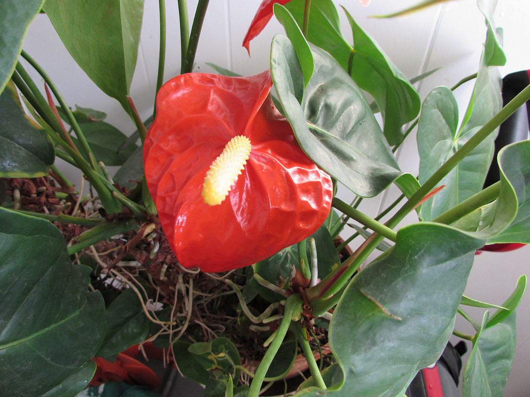 IMG 0804 — Postimages