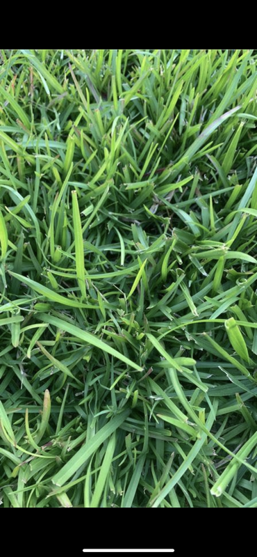 North Alabama - Grass Identification | Lawn Care Forum