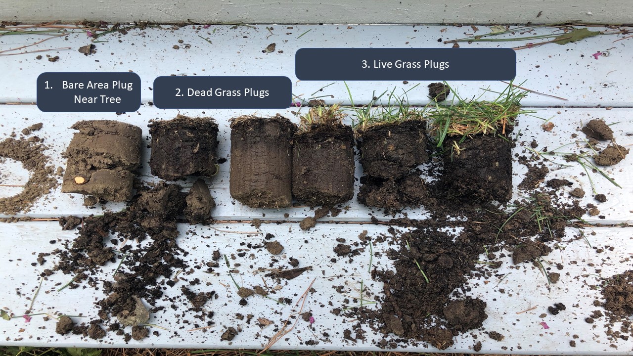 First Plugs: KBG Root Question | Lawn Care Forum