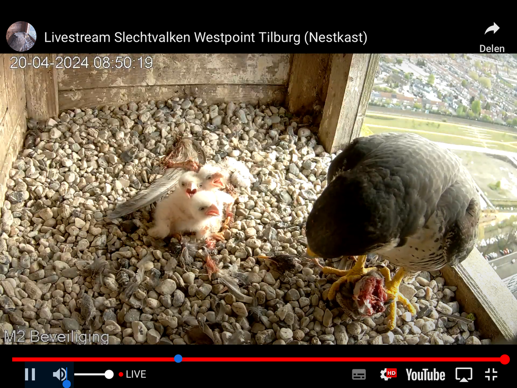 IMG 0239 — Postimages