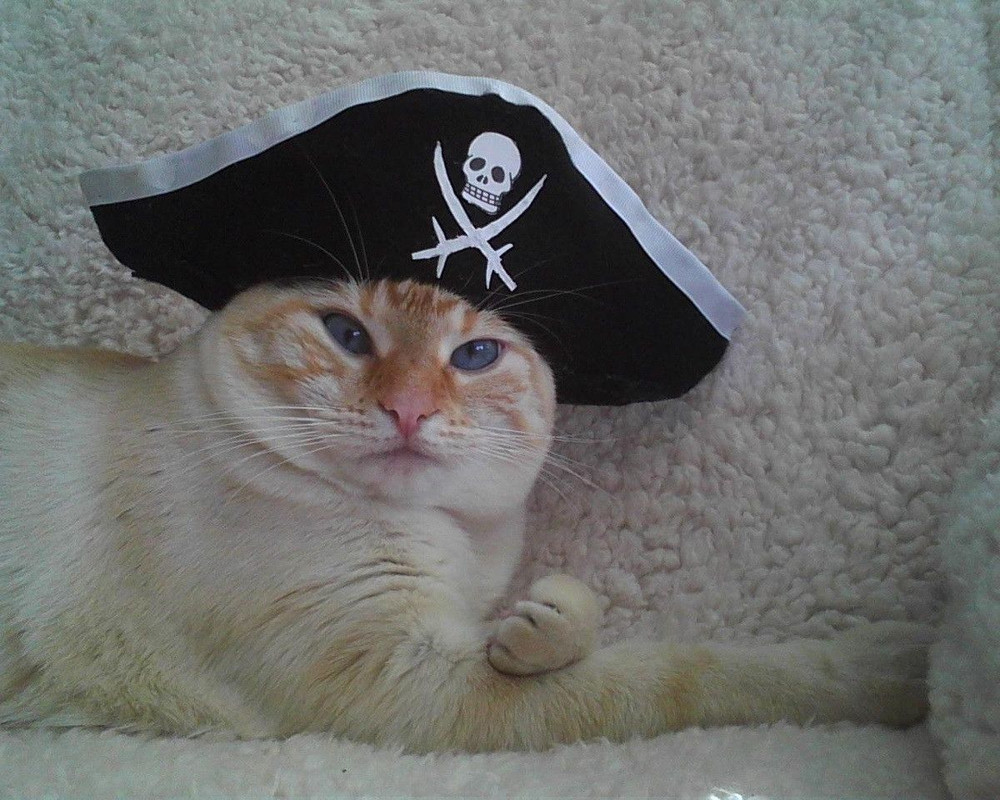 Pirate cat — Postimages
