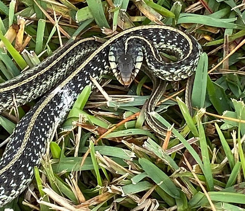 Removing a snake from a mouse glue trap > General Discussion > AR15.COM