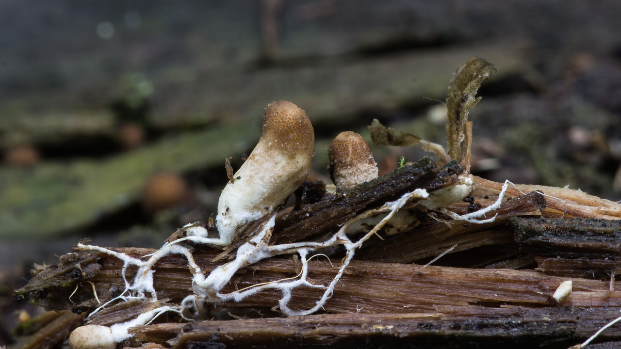 IMG 7993 — Postimages