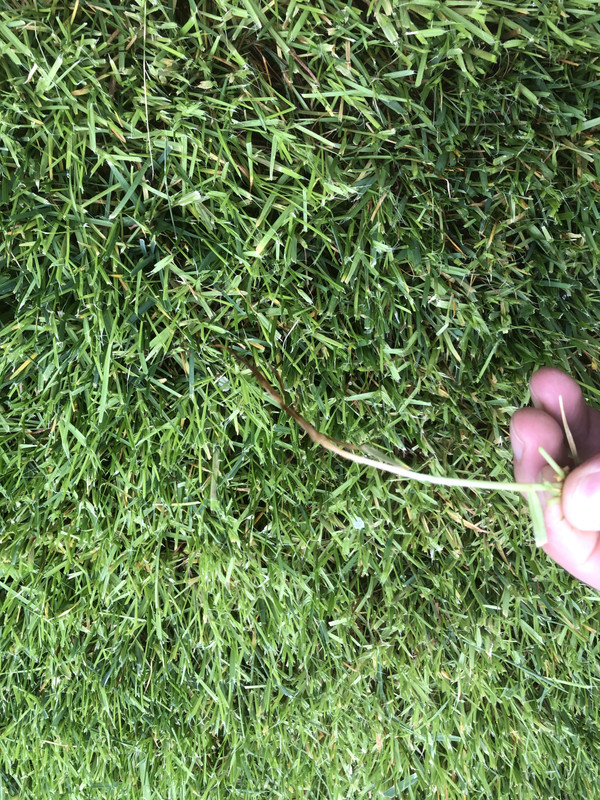 Follow up on Neon Grass | Lawn Care Forum