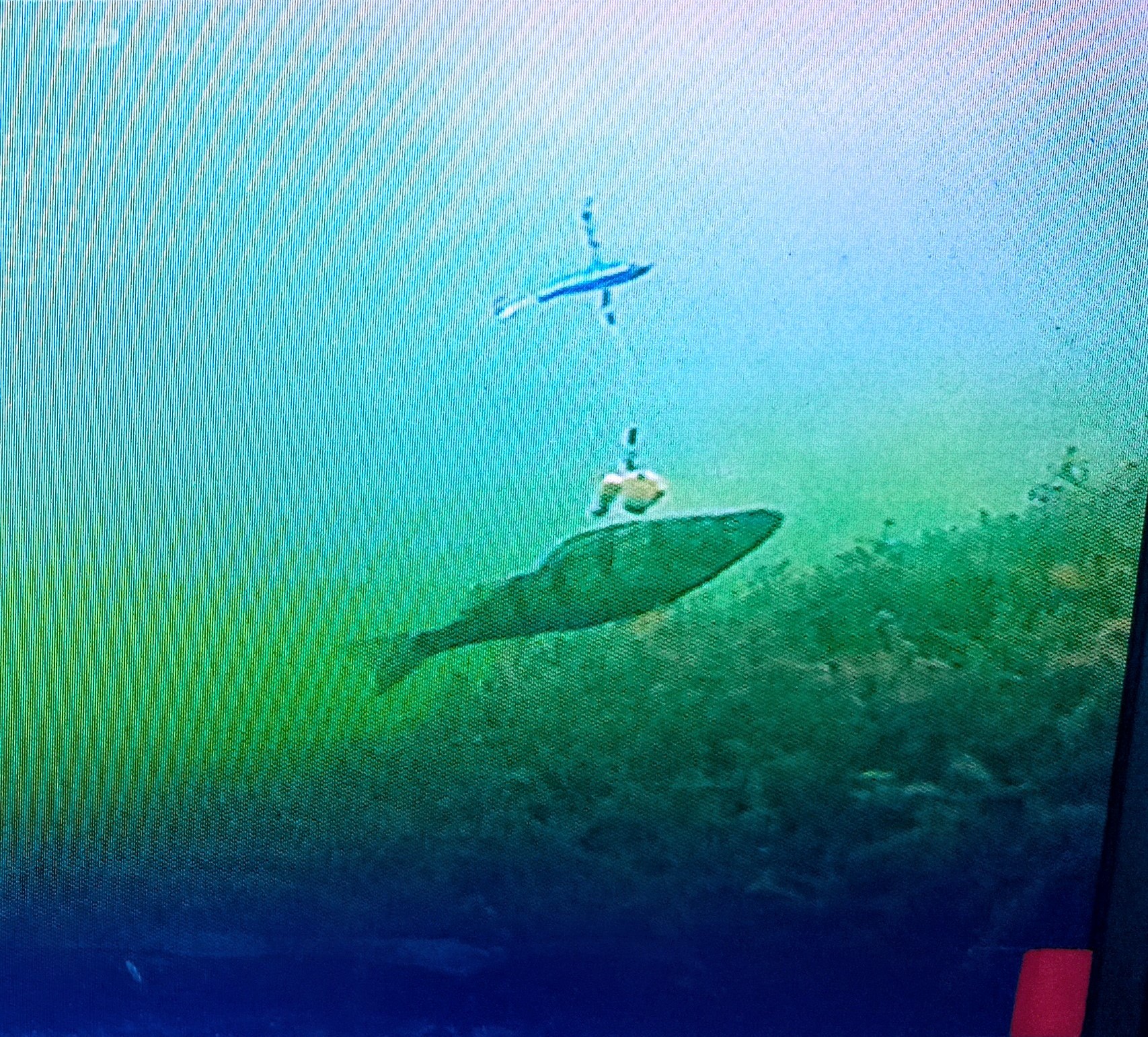 PERCH CAMERA — Postimages