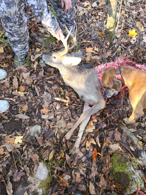 20241130 081829 — Postimages