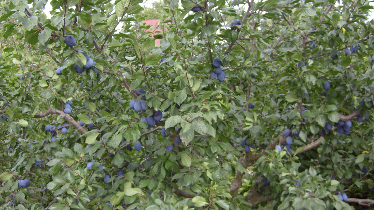 S6301818 — Postimages