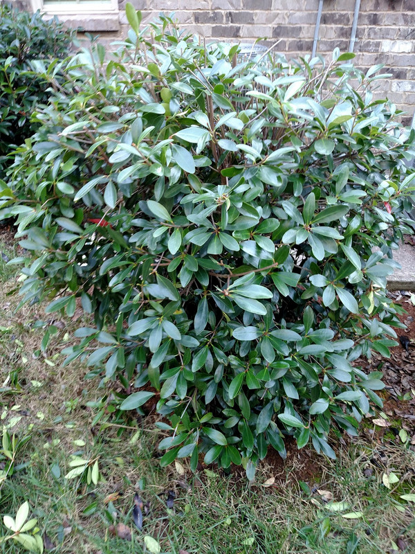 Shrub identification and help | Lawn Care Forum