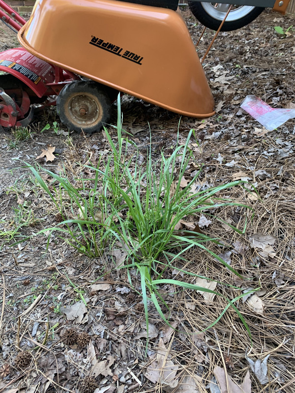 perennial ryegrass in Empire Zoysia | Lawn Care Forum