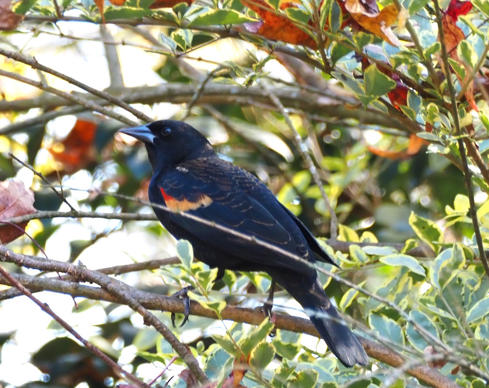 UpState Bird hunting - The Amphitheatre Forum - TigerNet