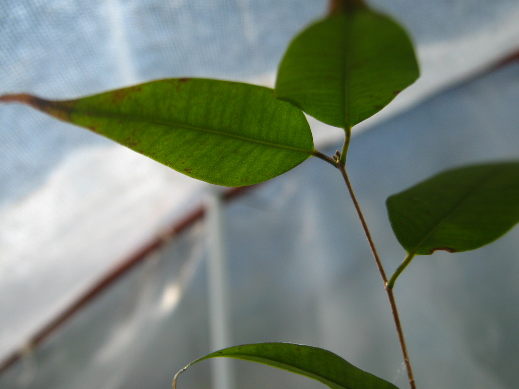 plinia rivularis misiones 1 jvs 20141020 T151210 — Postimages