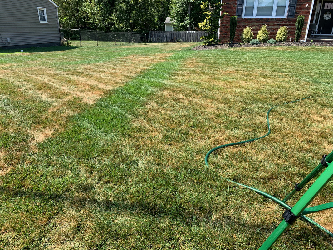 Perfect Strip of Grass Way Greener Than Other Portions of Lawn | Lawn ...