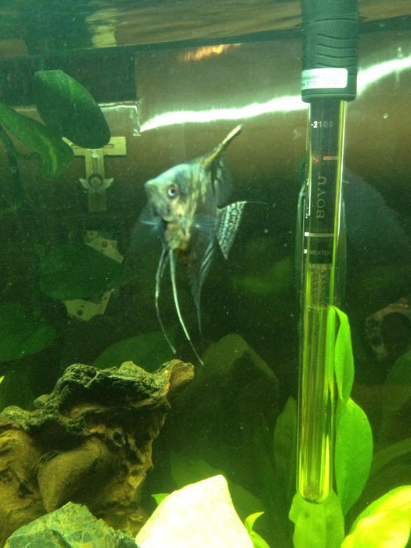 1620658 10152025392816731 860330938 n zpsc5f297d1 — Postimages