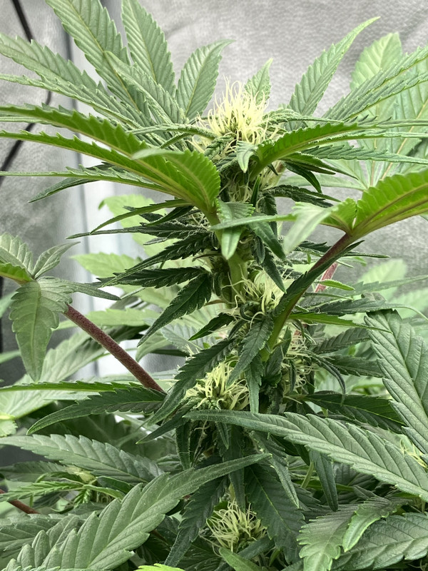 EIMG 0101 — Postimages