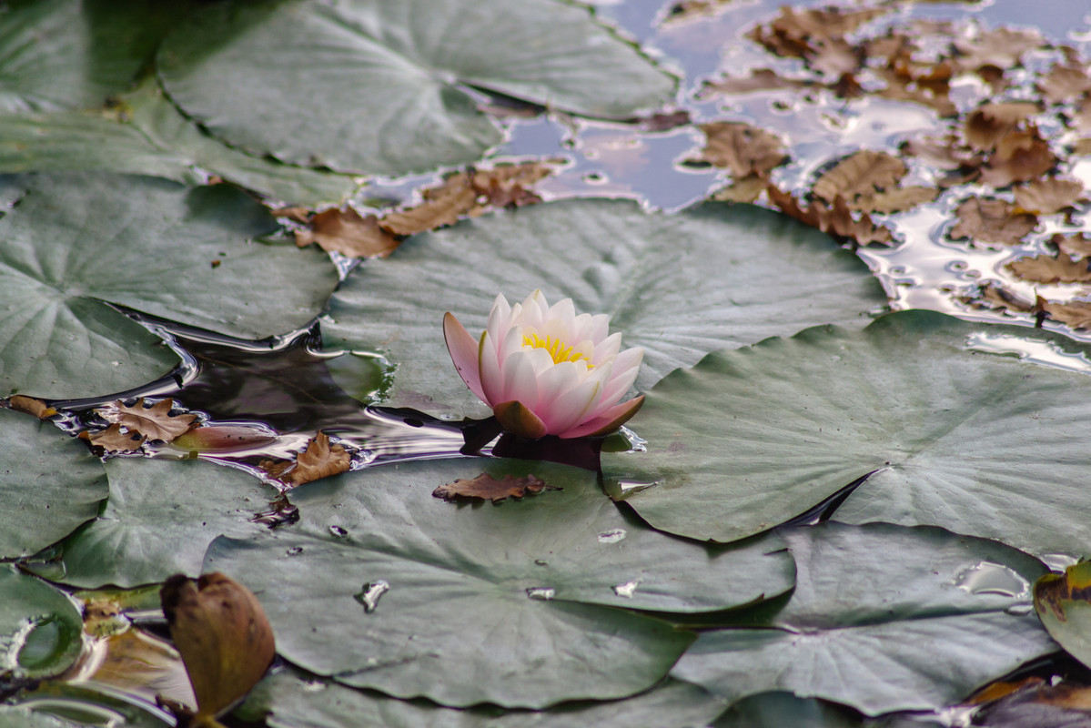 V0007788 1600 — Postimages