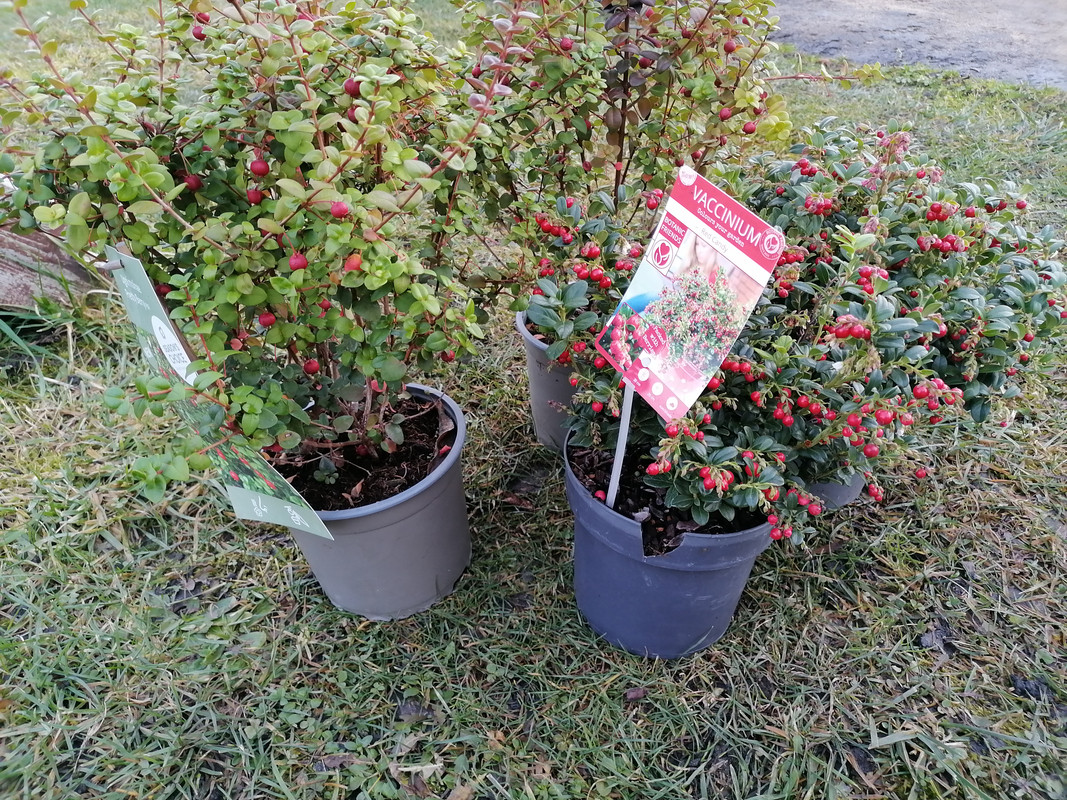 IMG 20250101 153342 — Postimages