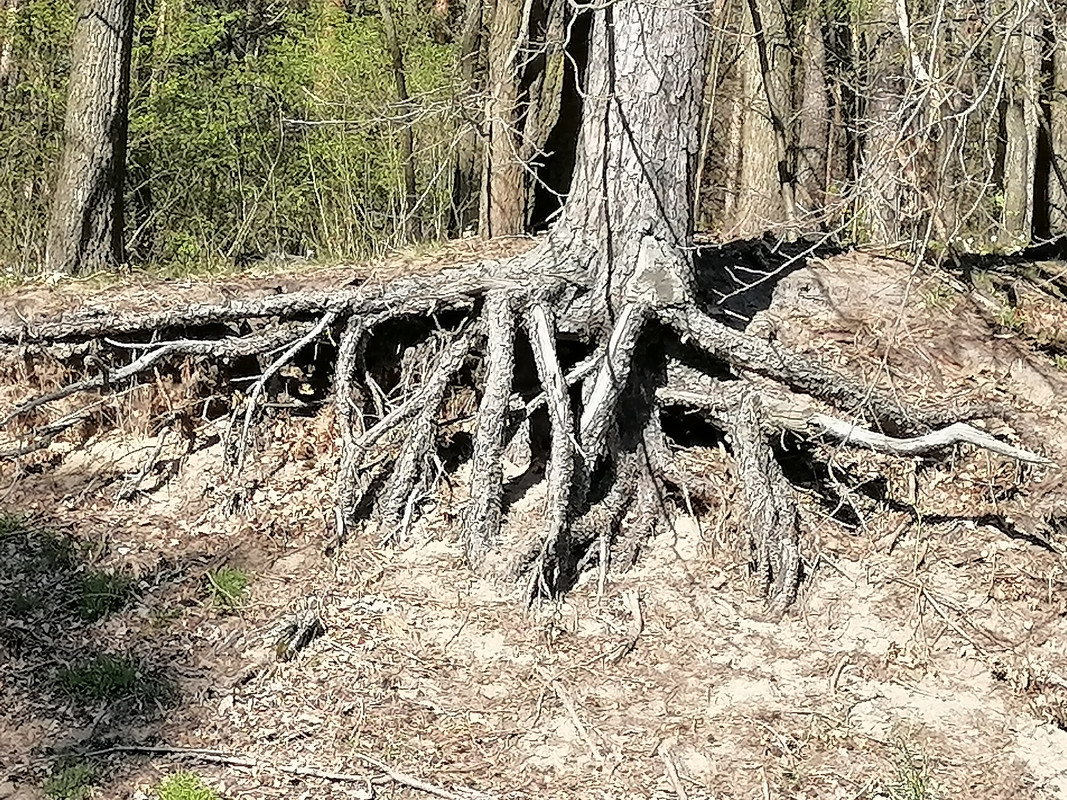 IMG 20250413 143136 — Postimages