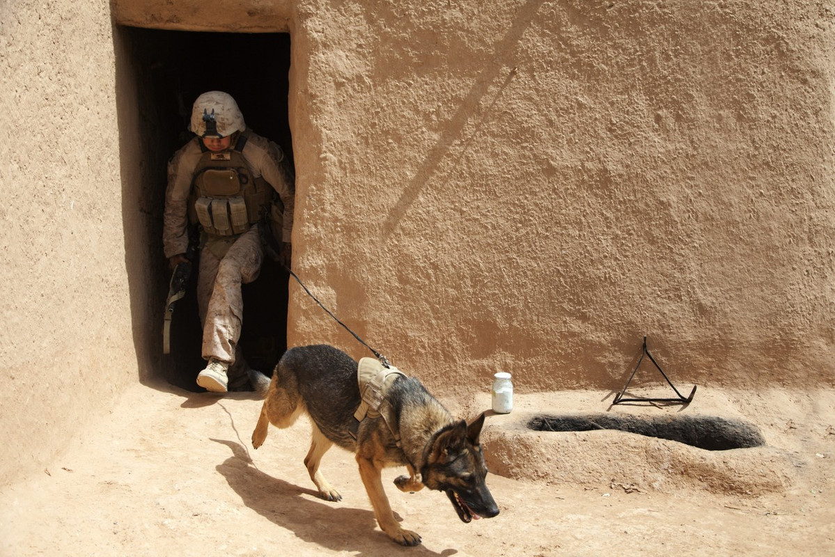 USMC K9 Marine Air Ground Task Force Crisis Response Central Co ...