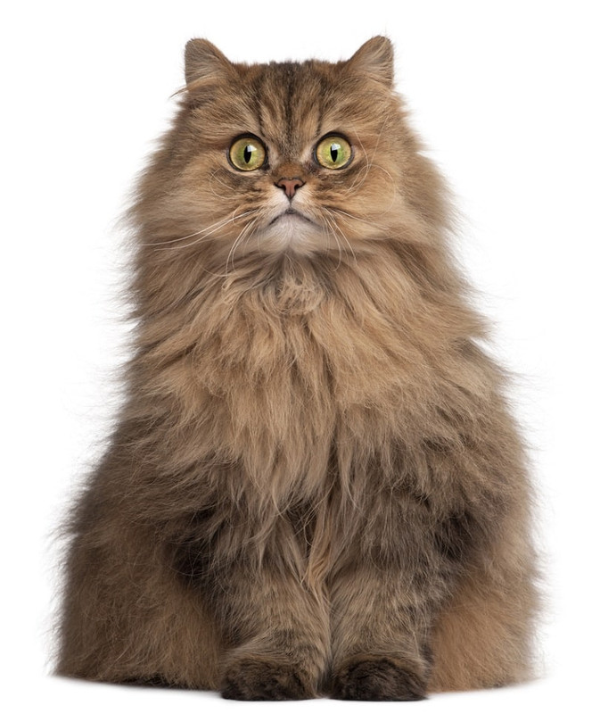 Persian cat 6 years old Eric Isselee shutterstock — Postimages
