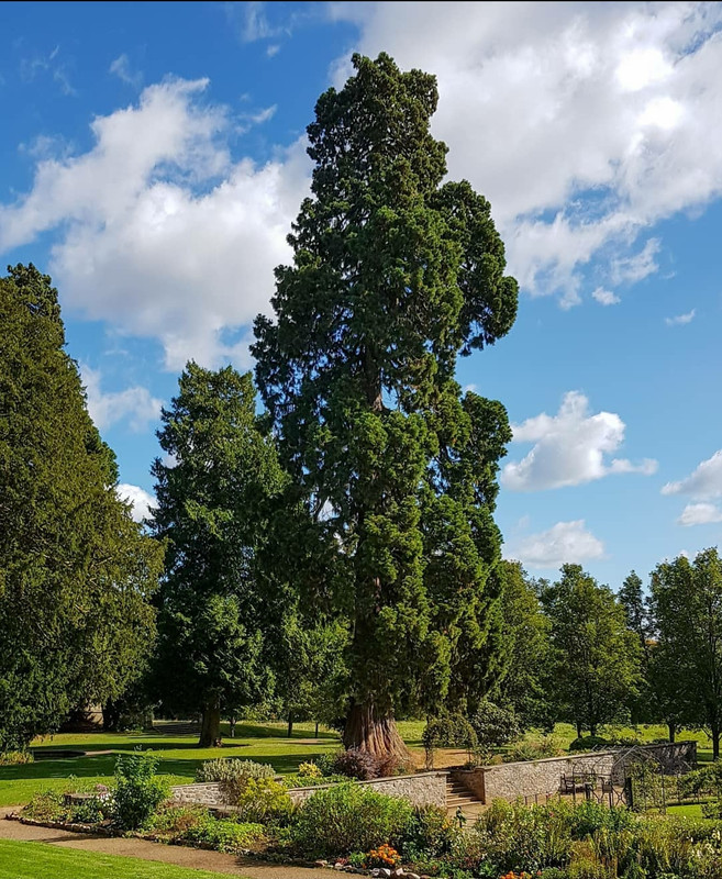Giant redwoods: World’s largest trees 'thriving in UK' : r/unitedkingdom