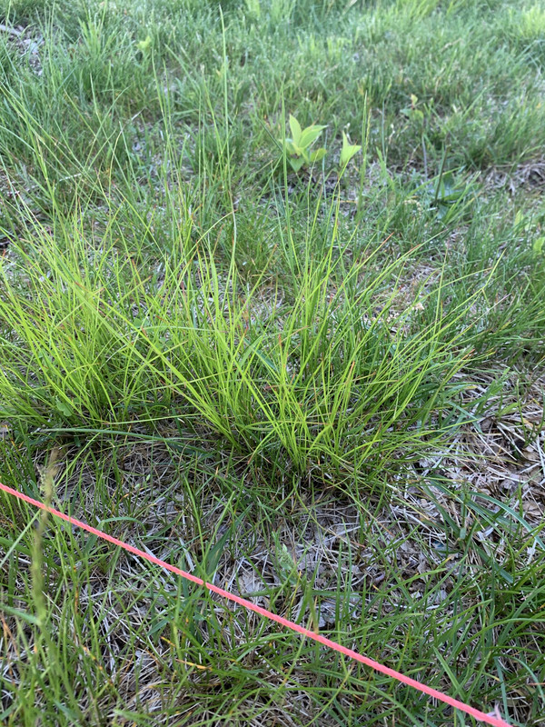 Please help me identify grassy weeds | Lawn Care Forum