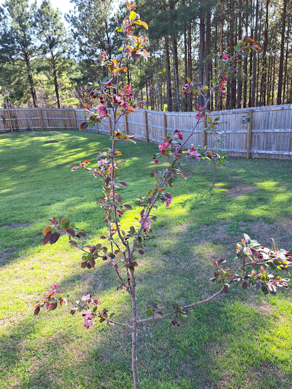 Crabapple tree backyard Mar2024 — Postimages