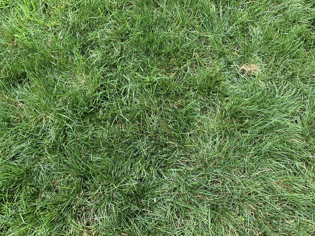 Frustrating bumpy lawn - please help! Pics attached | Lawn Care Forum