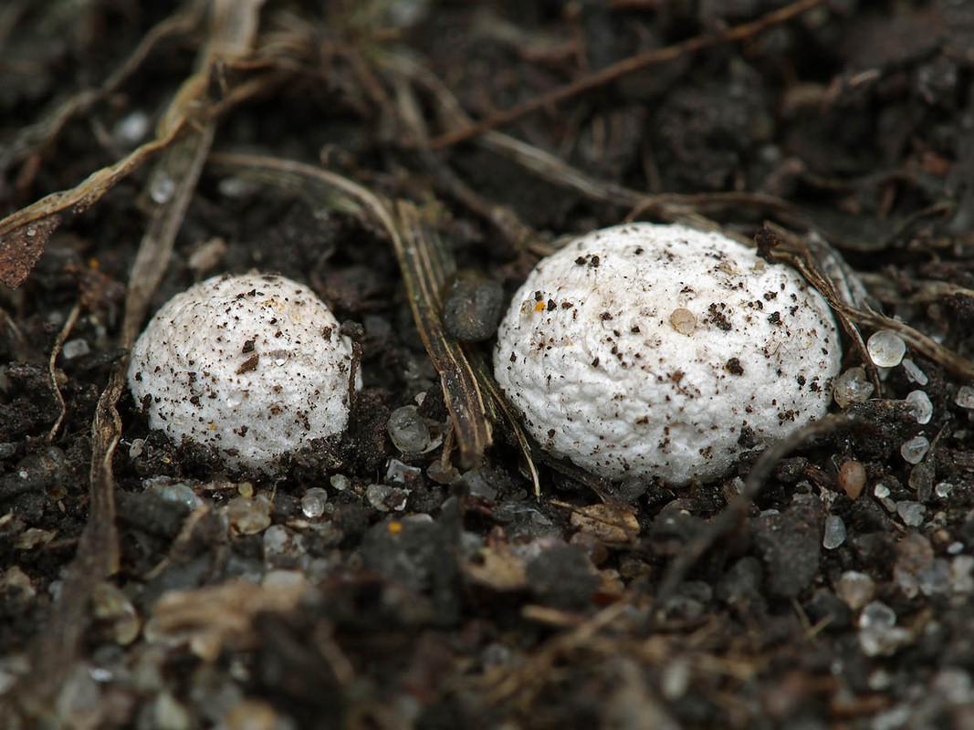 Lycoperdon sp 1 SAE 20210913 — Postimages