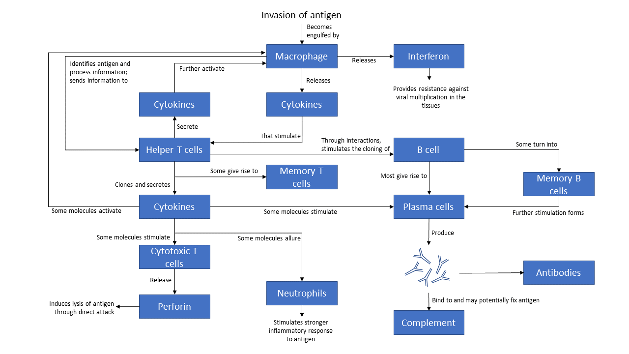 Figure $12-7$ is a flowchart of the immune response that tes | Quizlet