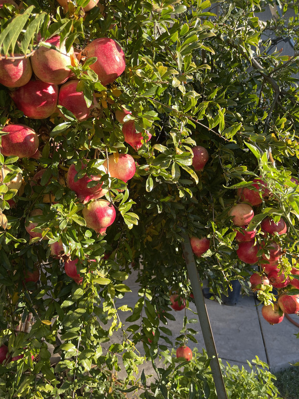 IMG 1648 — Postimages