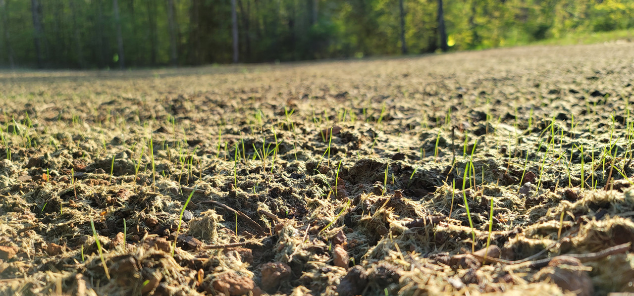 Bermuda Hydroseeding | Lawn Care Forum