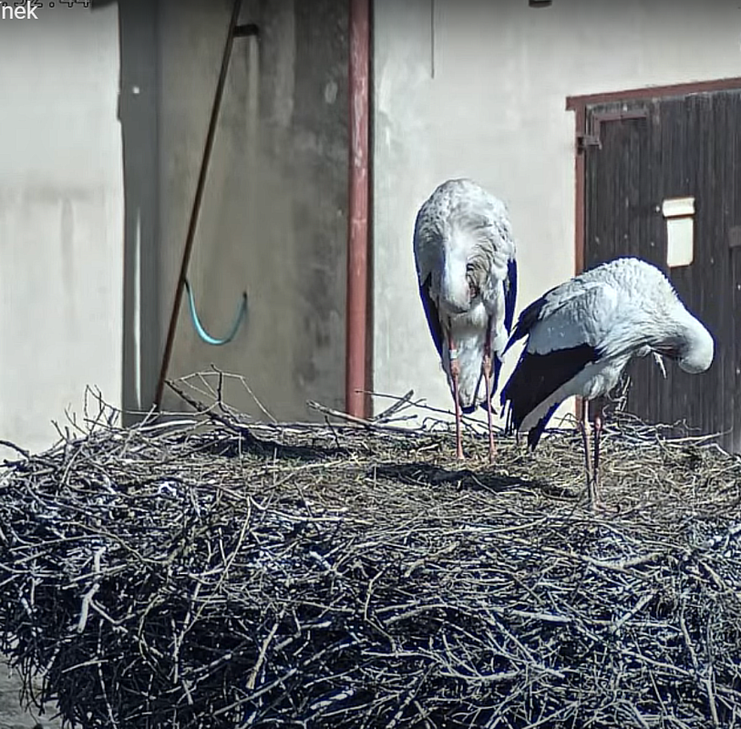 Screenshot 31 — Postimages