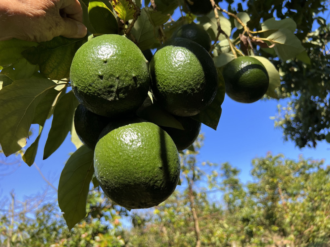 IMG 4115 — Postimages