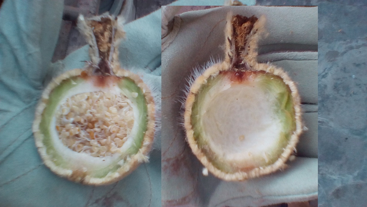 Cardon fruit half scooped — Postimages