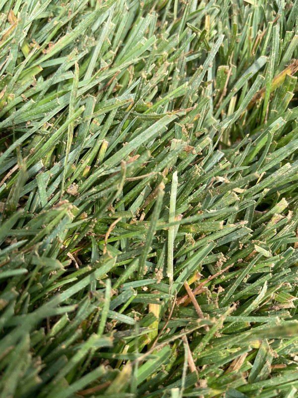 Is this KBG sod | Lawn Care Forum