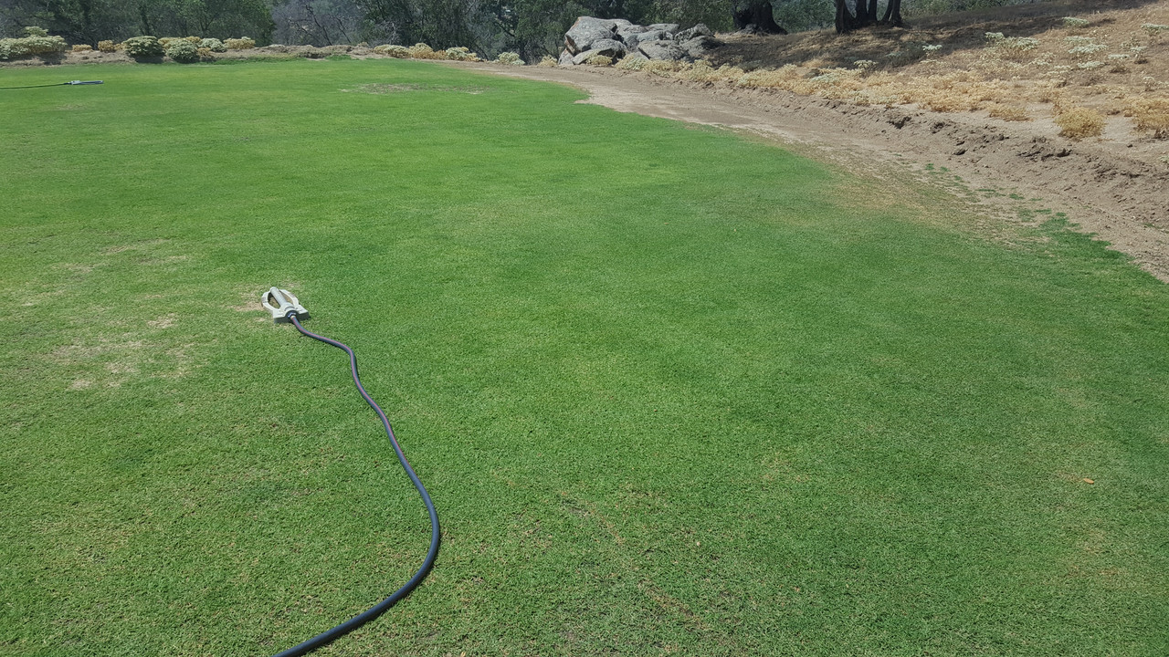 Bare spot fill in — Postimages