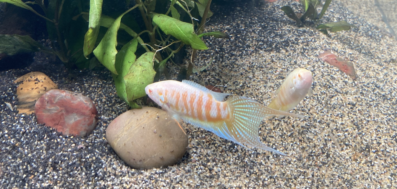 emay7 5b — Postimages