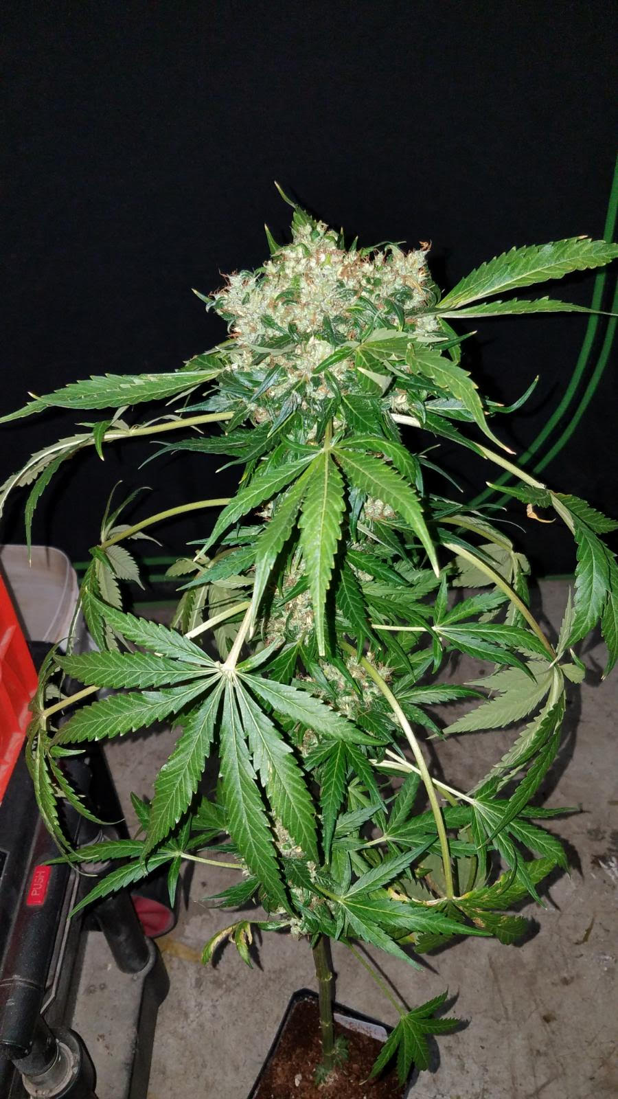 Bud rot question. | Rollitup