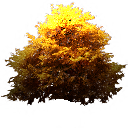 alpha tree 031 3 zpsrhotfxmk — Postimages