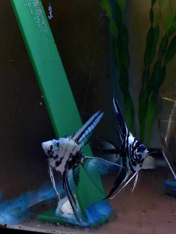 DSC 0025 — Postimages