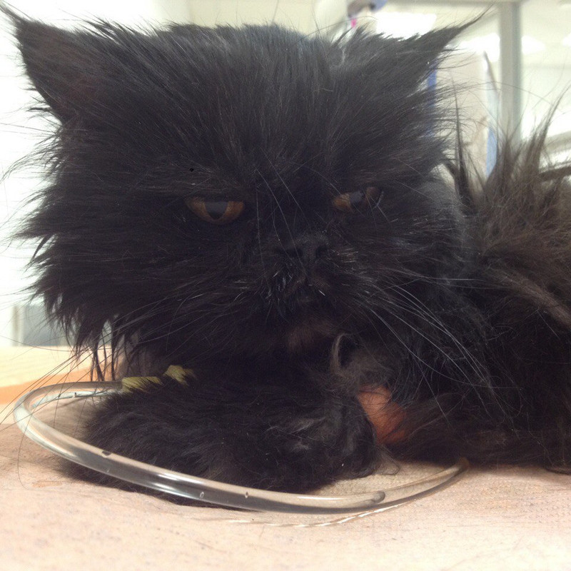 i De CJgh De CQ — Postimages