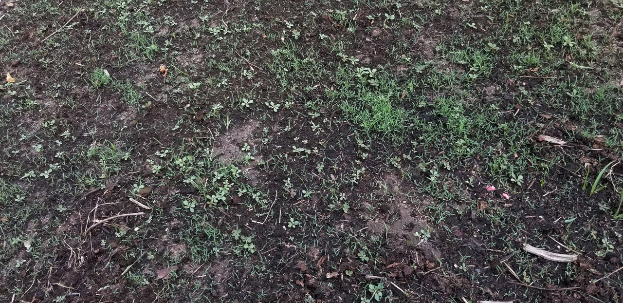 Growing in my seeded area | Lawn Care Forum