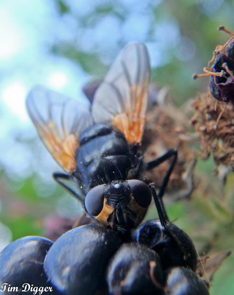 comp 8180005 — Postimages