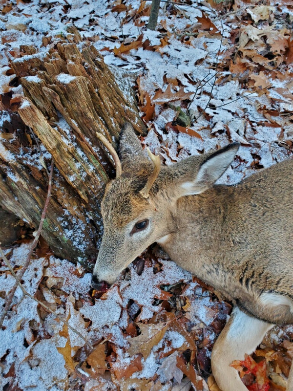 426 BAA97 9 B04 4962 9325 73 D4 D2 CF4 C03 — Postimages