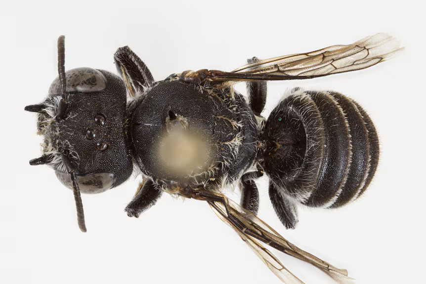 Lucifer Buzzing: Devil bee discovered in the Shire of Dundas | ResetEra