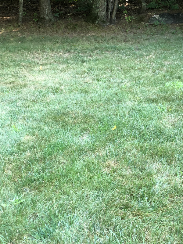 Quality Seed for Overseeding | Lawn Care Forum