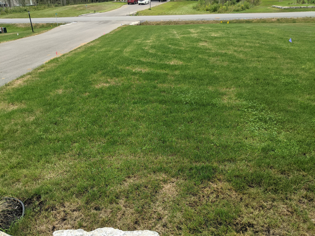 Lawn Woes - Too Much Tenacity? | Lawn Care Forum